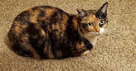 loafin around r torties