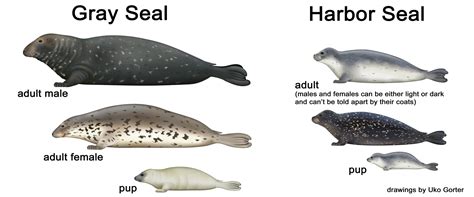 General 2 — Seals And Society