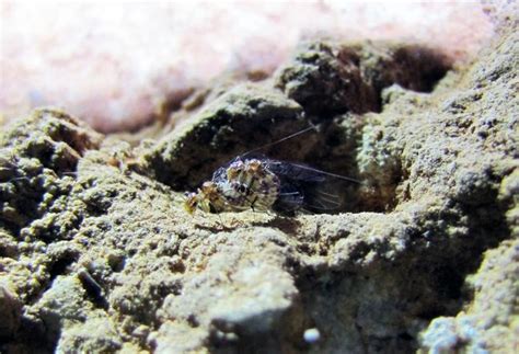 In Photos Cave Insects With Sex Reversed Genitals Live Science