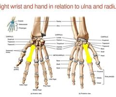 The Skeletal System Carpals Metacarpals And Phalanges In Relation To