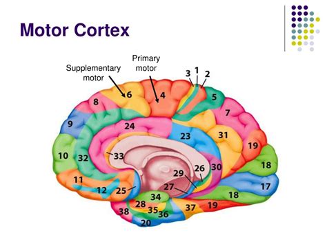 Ppt Functional Neuroanatomy Powerpoint Presentation Free Download Id 6303112