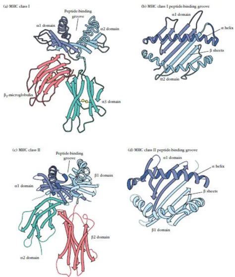 Mhc Molecules Major Histocompatibility Complex Definition