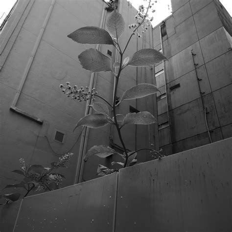 Environmental Litigation And Cost Recovery Cole Schotz