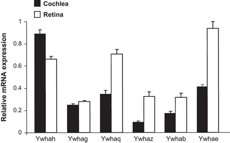 Expression Of 14 3 3 Transcripts In Mouse Retina And Cochlea Relative Download Scientific