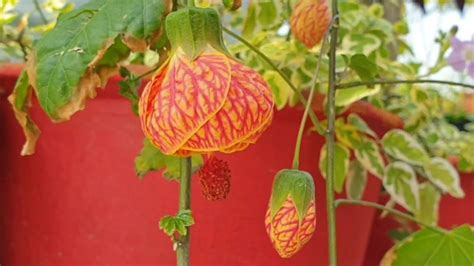 How To Grow And Care Chinese Lantern Plant Winter Chehrey