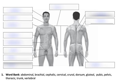 hsc 3537 module 2 body organization systems diagram quizlet
