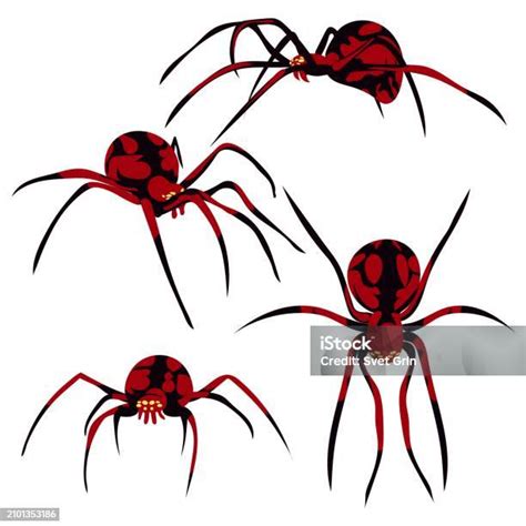 다양한 각도의 거미 세트 몸에 무늬가 있는 검은색과 빨간색의 독거미의 실루엣 흰색 배경에 다른 쪽에서 온 위험한 거미 핼러윈을 위한 요소 0명에 대한 스톡 벡터 아트 및