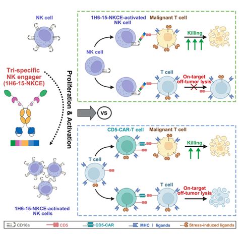 A Nanobody Based Tri Specific Nk Cell Engager Targeting Cd5 Triggers