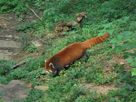 Le sexe chez les pandas Pensées de voyage