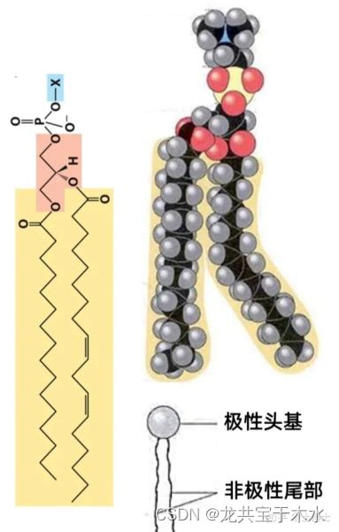 3生物化学与分子生物学——脂类极性和非极性脂质 Csdn博客