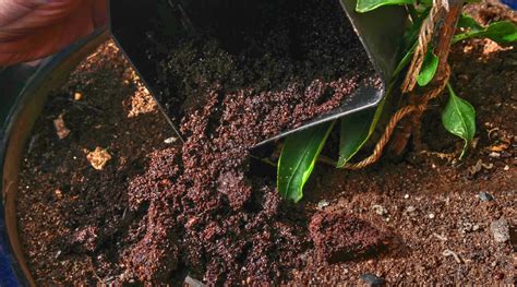 7 Amazing Uses For Coffee Grounds In Your Garden