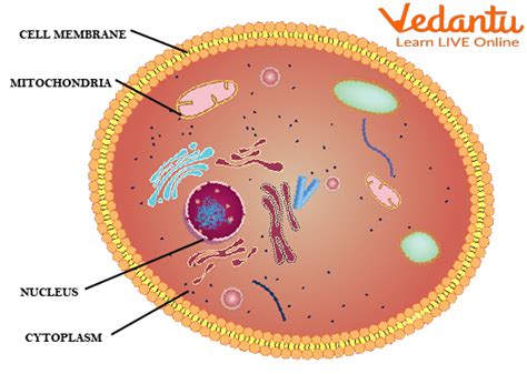 Parts Of A Cell Structure Functions And Diagram Explained