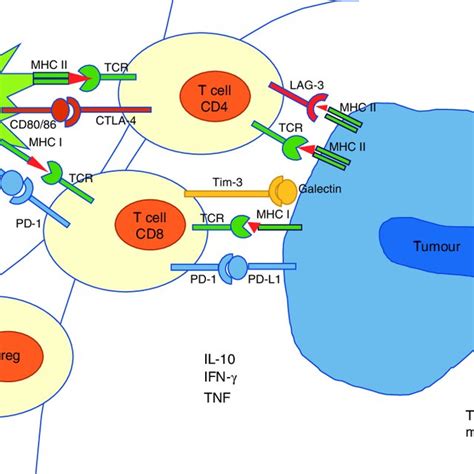 Anti Human Globulin Complement Dependent Cytotoxicity Crossmatch