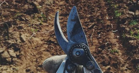 Top Tips For Pruning Shrubs And Trees In The Fall The Garden Magazine