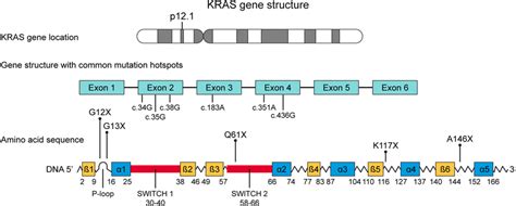 kras gene and mutational hotspots download scientific diagram
