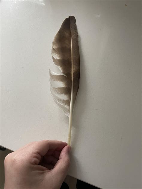 Feather Identification Scrolller