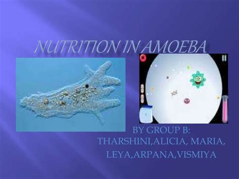 Nutrition In Amoeba Ppt