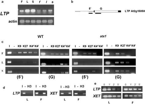 Tissue Specific Expression Of Ltp And Histone H3 Tail Methylation