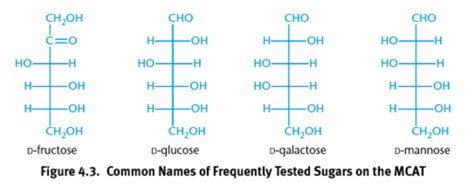 Chapter 4 Carbohydrate Structure And Function Flashcards Quizlet