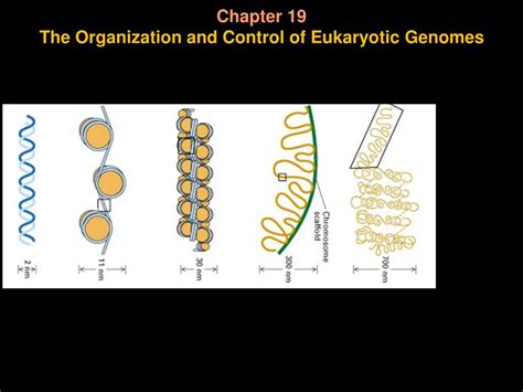 Ppt Chapter 19 The Organization And Control Of Eukaryotic Genomes