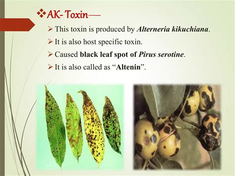 Role Of Microbial Toxins In Plant Pathogenesis Pptx