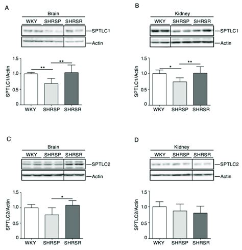 Gene Expression Of Ceramide Synthetizing Enzymes Is Defective In Brain