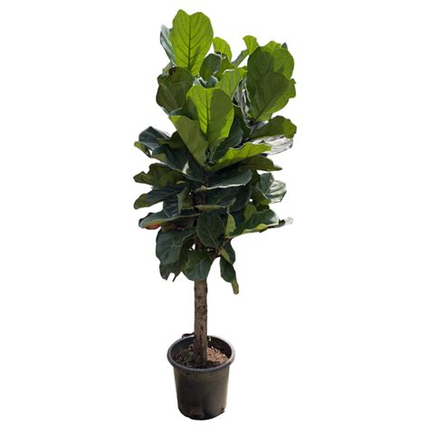 Ficus Lyrata Fiddle Leaf Fig 18m Noah Garden Centre