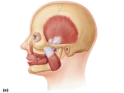 Temple Muscles Diagram Quizlet