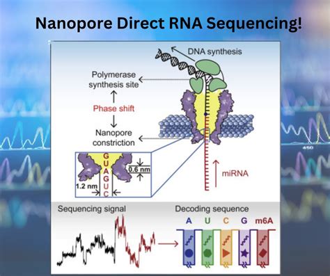Biocompiler 🚀 Transforming Rna Research With Nanopore Direct Rna