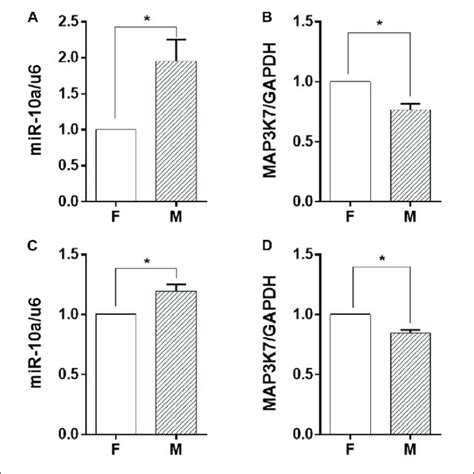 Morphology Modified Endothelial Cells Ecs Altered The Mir 10a