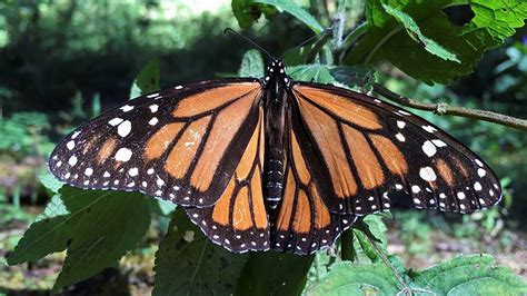 Monarch Butterfly Migration Video