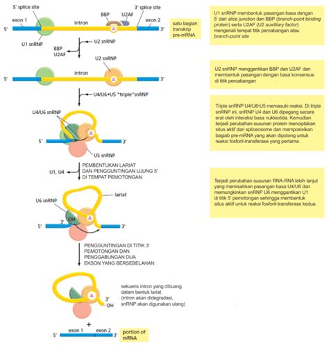 Transkripsi Dna Sintesis And Modifikasi Rna Biokimia Kedokteran