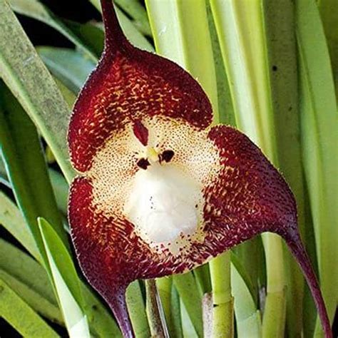 Orchid Seeds Dark Red Monkey Face