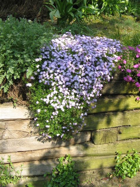Phlox Catskill Native Nursery Catalog