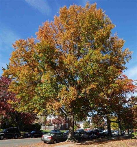 Quercusphellostreeoctmmf