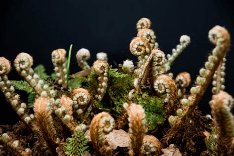 Budding Pokies Photos Download The Best Free Budding Pokies Stock