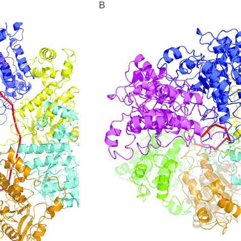 Overall Architecture Of The Human Rad51 Presynaptic Filament A The