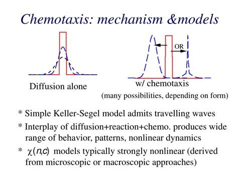 Ppt Numerical Effects In Modeling And Simulating Chemotaxis In
