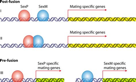 Models For The Mode Of Action Of SexP And SexM First SexP And SexM Download Scientific