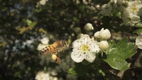 Slow Motion Of The Bee Flying In Front Of The Plant 50600465 Stock