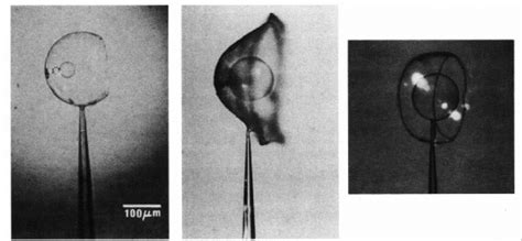 Examples Of Exploding Pusher Targets Used In 1970s Experiments Note Download Scientific