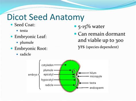 Ppt Angiosperm Reproduction Powerpoint Presentation Free Download Id
