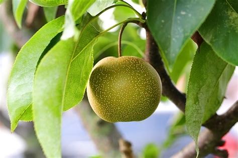 덜익은 배 유토이미지 상세페이지 베이직샵 20387216