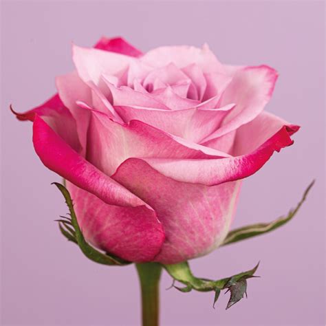 Rosas Flowers Of Colombia