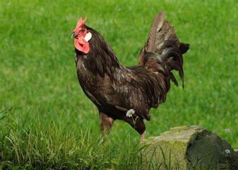 La Fleche Breed Archives The Happy Chicken Coop