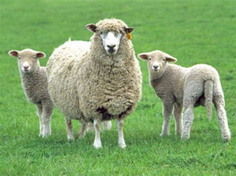 Top 15 Sheep Breeds For Wool Pethelpful