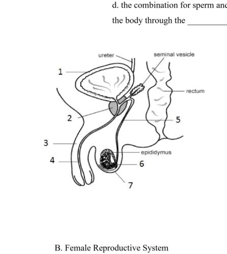 Biology Male Reproductive System Quiz Flashcards Quizlet