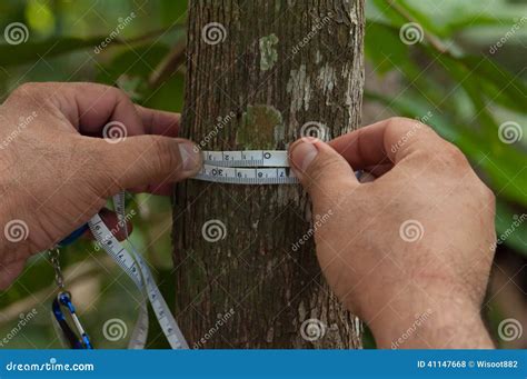 measured diameter at breast height of tree royalty free stock image