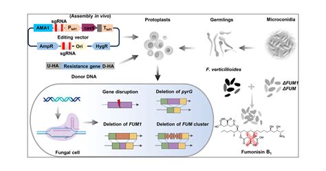 Development Of An Efficient CRISPR Cas9 System In Fusarium