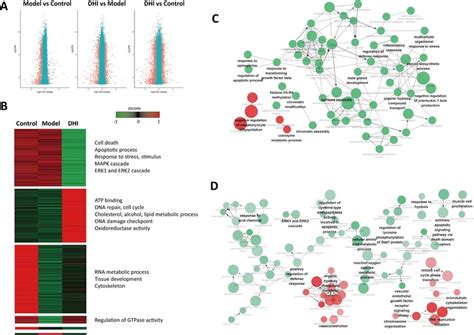 Whole Genome Transcript Profiling Of Gene Expression Of H9c2 In